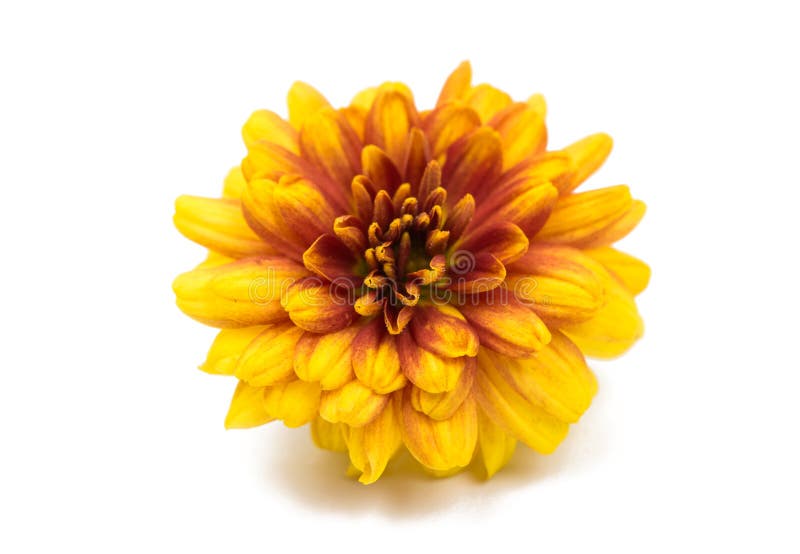Crisantemo Amarillo Aislado Imagen de archivo - Imagen de resorte ...