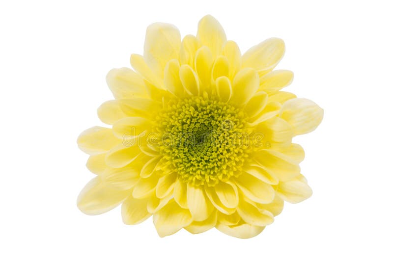 Crisantemo Amarillo Aislado Imagen de archivo - Imagen de resorte ...