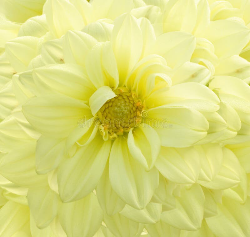 Crisantemo amarillo foto de archivo. Imagen de tranquilidad - 7757574
