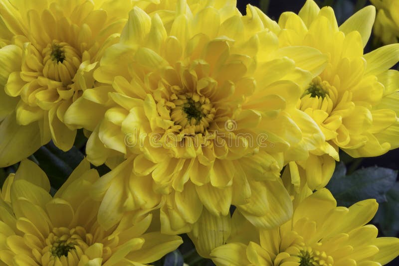 El Crisantemo Amarillo Florece En Un Florero Transparente, Cierre ...