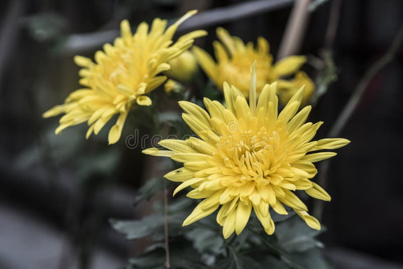 Crisantemo Amarillo En Un Fondo Negro Foto de archivo - Imagen de negro ...