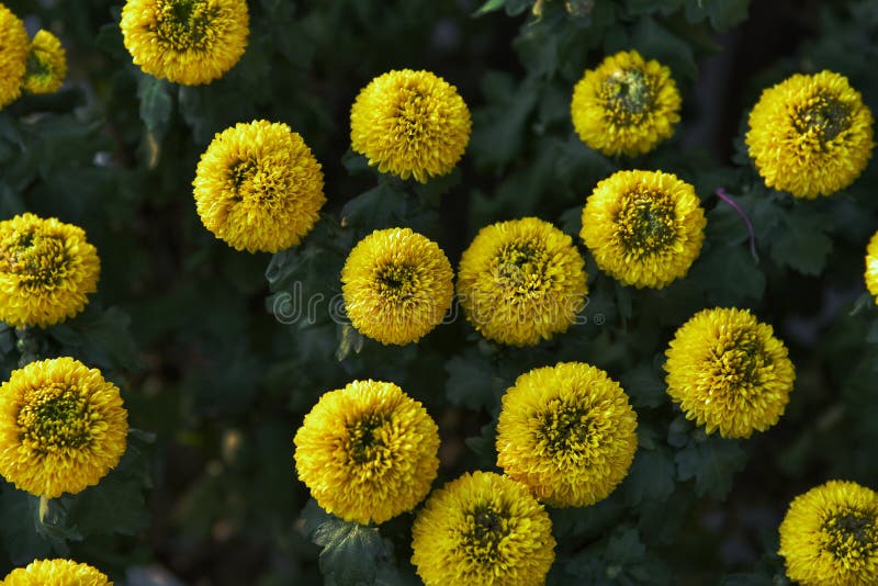 Crisantemo Amarillo Con Hojas Verdes Imagen de archivo - Imagen de ...