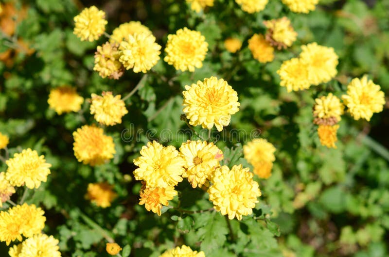 Crisantemos amarillos foto de archivo. Imagen de amarillos - 2564464