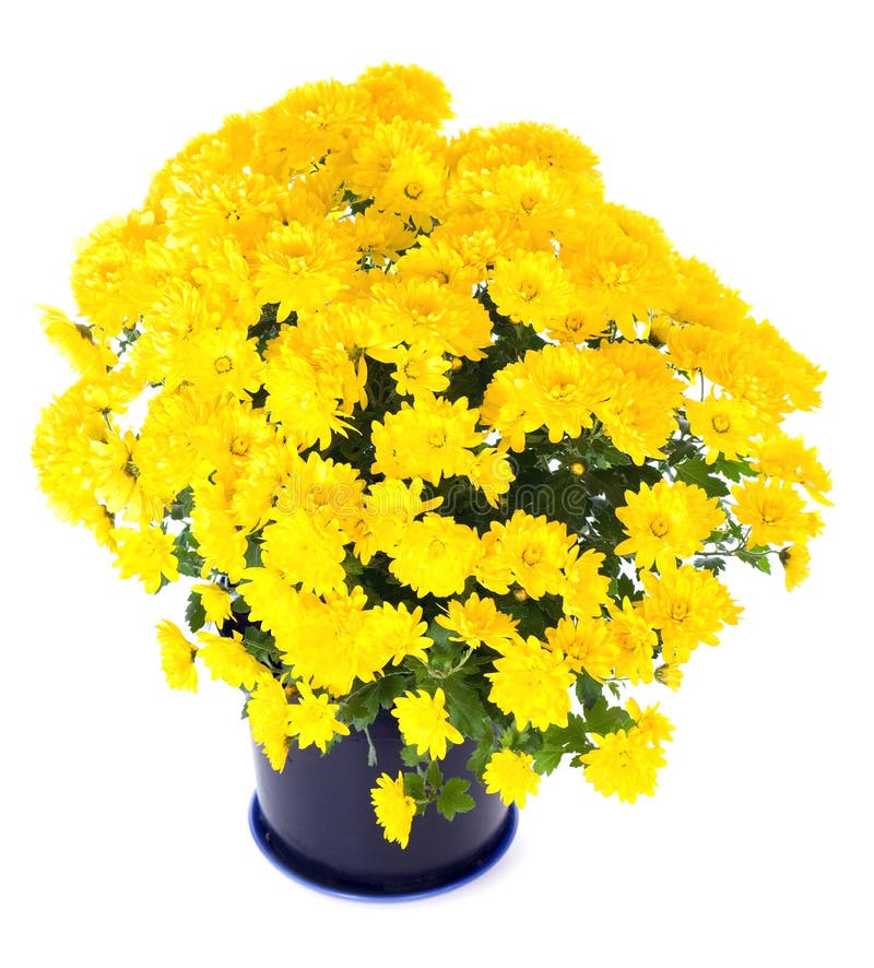 Crisantemo Amarillo En Maceta Foto de archivo - Imagen de ornamental ...