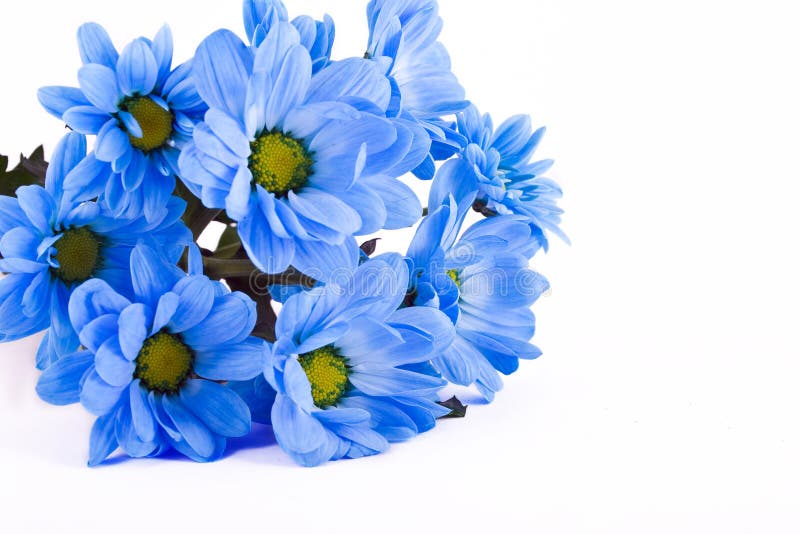 Gerbera azul. foto de archivo. Imagen de fondo, blanco - 6611780