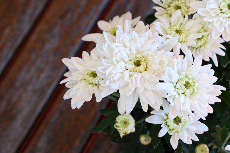 Crisantemo immagine stock. Immagine di invito, purezza - 23287191