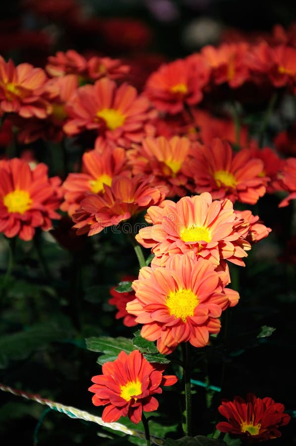 Crisantemo colorido foto de archivo. Imagen de pila, amor - 29358832