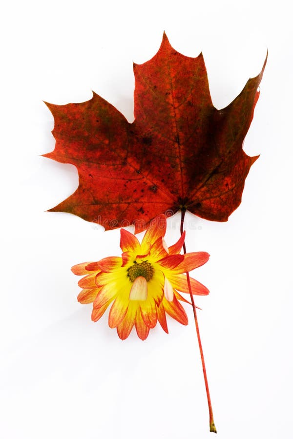Crisantemo E Foglia Di Acero Rossa Fotografia Stock - Immagine di ...