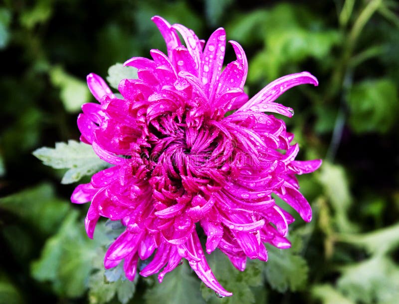 Crisantemo En Color Rojo Del Agua Foto de archivo - Imagen de margarita ...