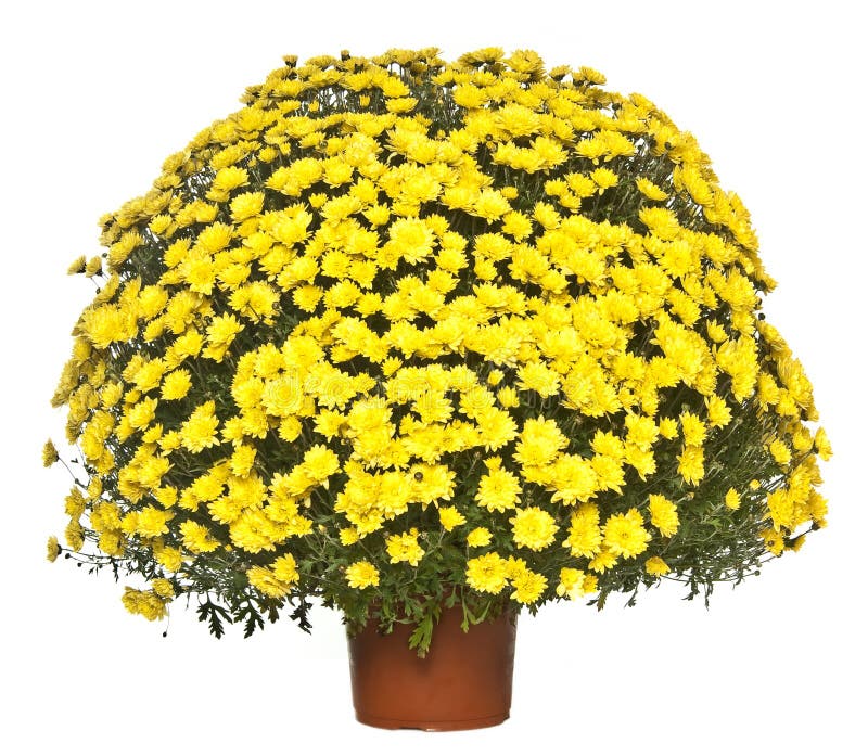 Crisantemo Amarillo En Maceta Foto de archivo - Imagen de ramo, otoño ...