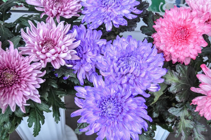 Crisantemo Multicolor Fotos De Stock - Descarga 2,182 Fotos Libres de ...