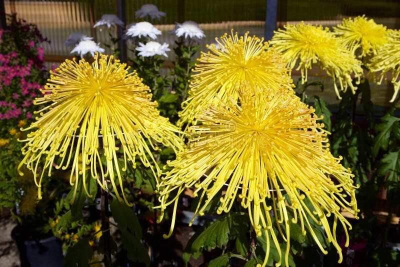 Crisantemo giapponese fotografia stock. Immagine di fiore - 47231998