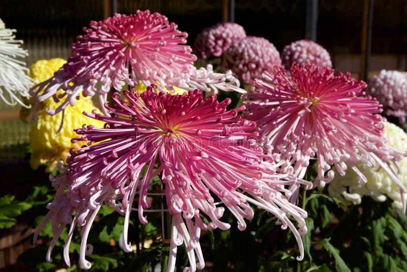 Temporada De Otoño De La Flor De Crisantemo Japonesa Imagen de archivo ...