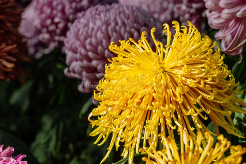 Temporada De Otoño De La Flor De Crisantemo Japonesa Imagen de archivo ...