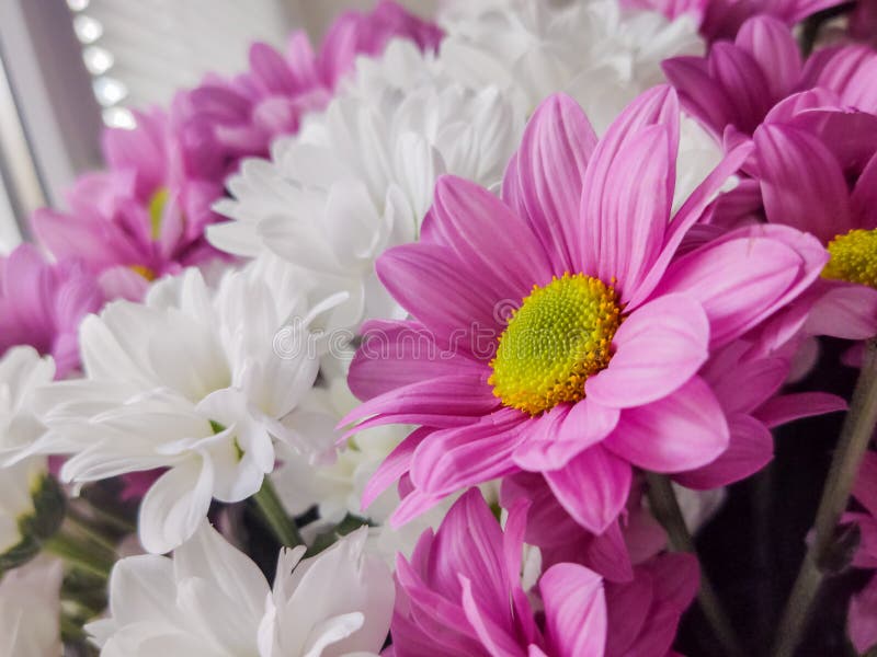 Crisantemo Morado Blanco Y Rosa Foto de archivo - Imagen de hoja, flor ...