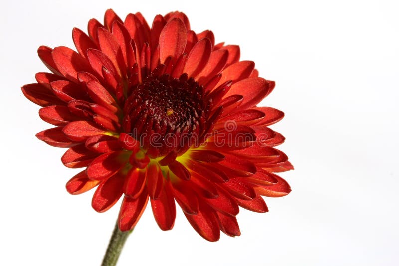 Crisantemo rojo imagen de archivo. Imagen de crisantemo - 12069685