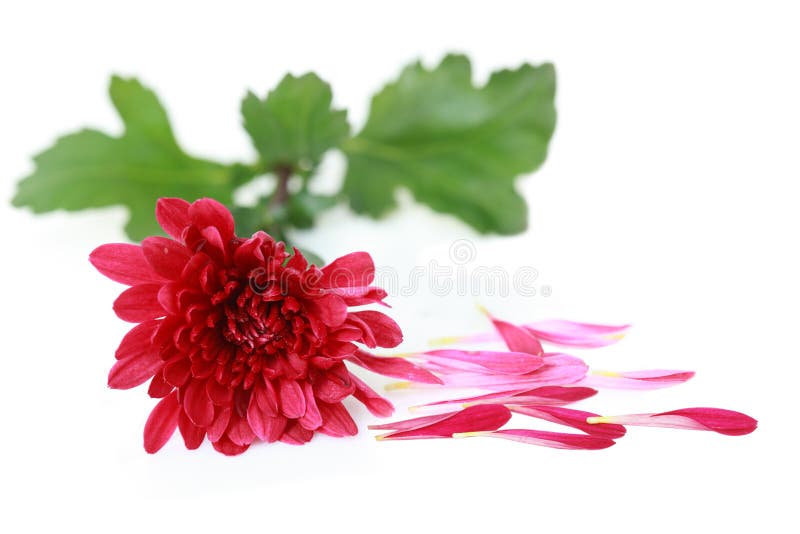 Crisantemo rojo foto de archivo. Imagen de floral, margarita - 12345114