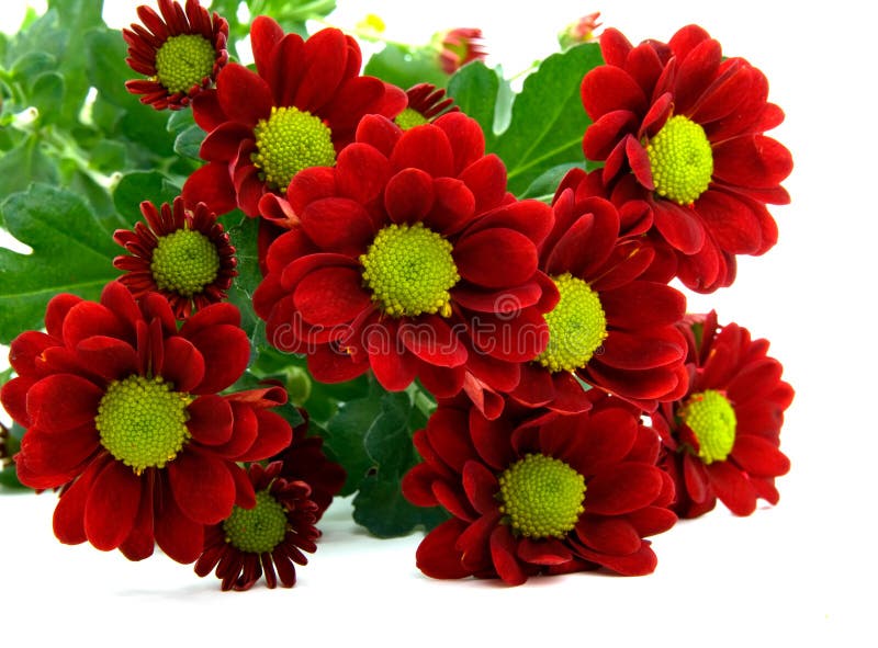 Crisantemo rojo foto de archivo. Imagen de belleza, hermoso - 14040254