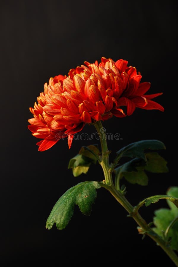 Crisantemo rojo foto de archivo. Imagen de perenne, pista - 22097932