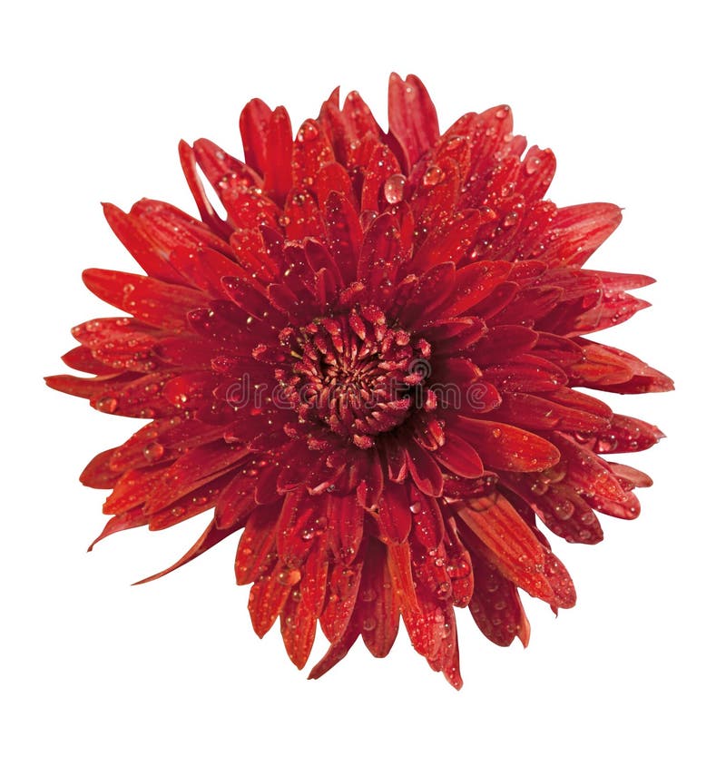 Crisantemo rojo imagen de archivo. Imagen de aislado - 31900901