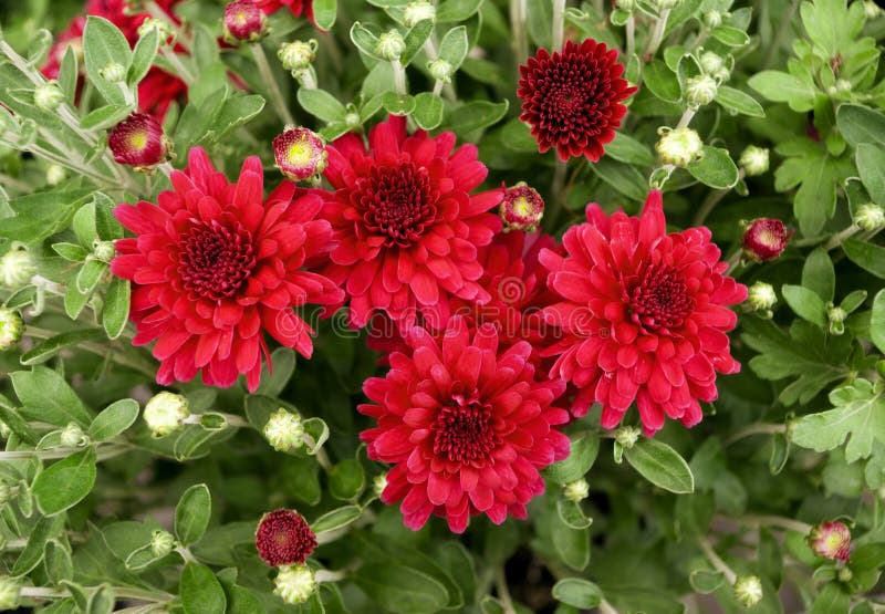 Crisantemo rojo imagen de archivo. Imagen de solo, extracto - 31900901
