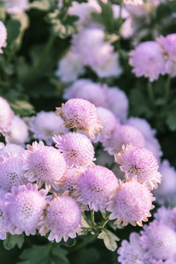 Crisantemo rosa fotografia stock. Immagine di accumulazione - 63248356