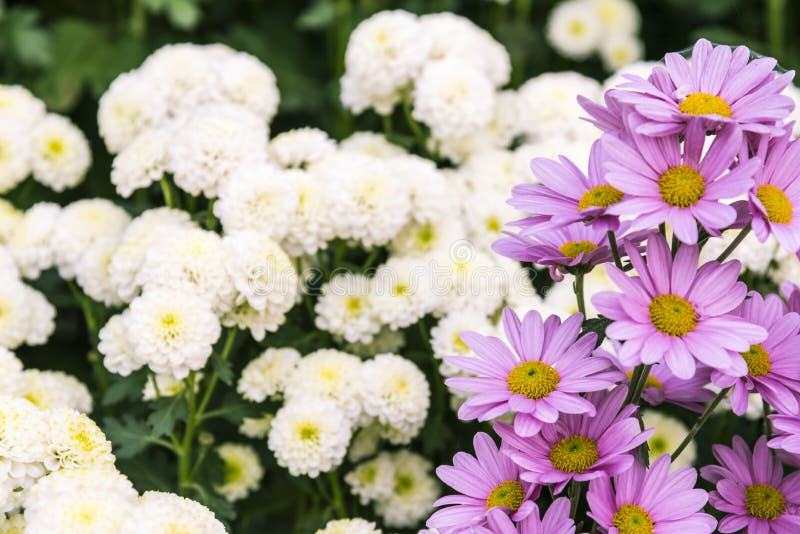 Crisantemo rosa immagine stock. Immagine di floreale - 63259727