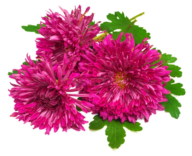 Crisantemo rosa con hojas imagen de archivo. Imagen de color - 215985365