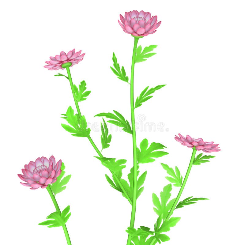 Crisantemos stock de ilustración. Ilustración de vibrante - 46788060