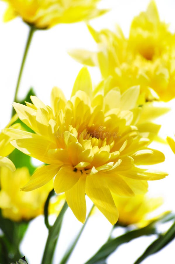 Crisantemo amarillo foto de archivo. Imagen de tranquilidad - 7757574