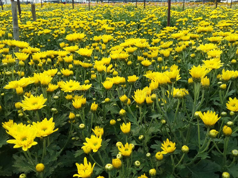 Crisantemos de la bola foto de archivo. Imagen de belleza - 891080