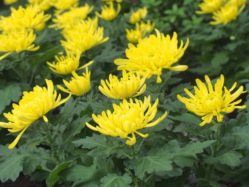 Crisantemos amarillos foto de archivo. Imagen de abigarrado - 2564464