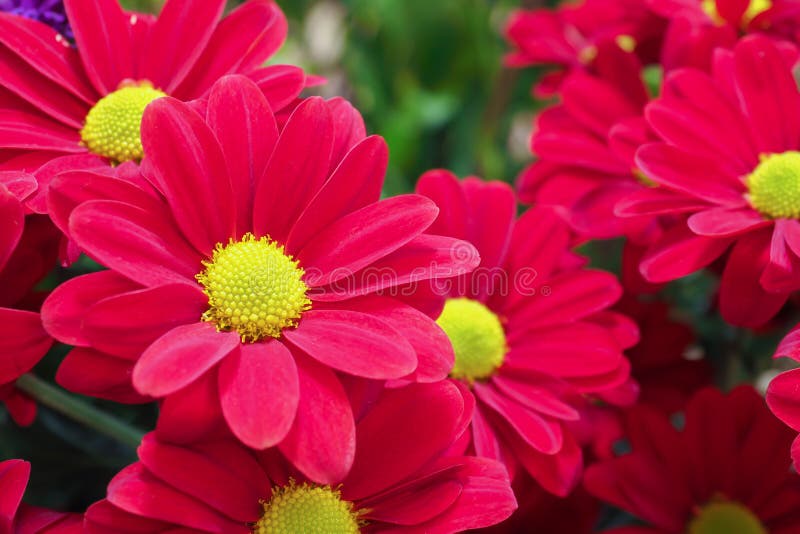 Crisantemos De Color Rojo Oscuro Foto de archivo - Imagen de brillante ...