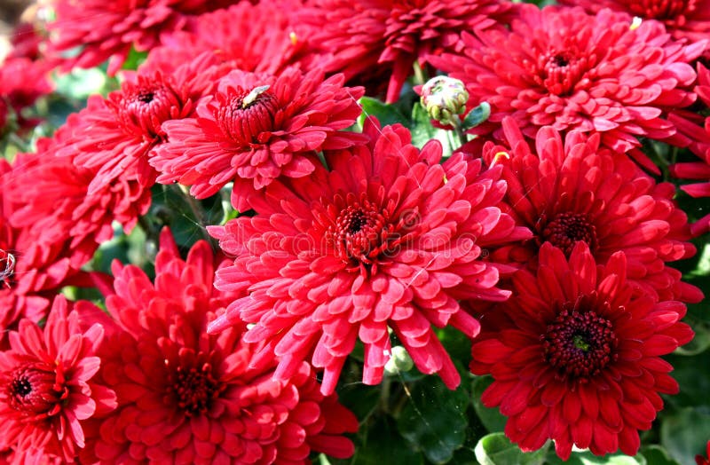 Crisantemos rojos foto de archivo. Imagen de bueno, original - 102230922