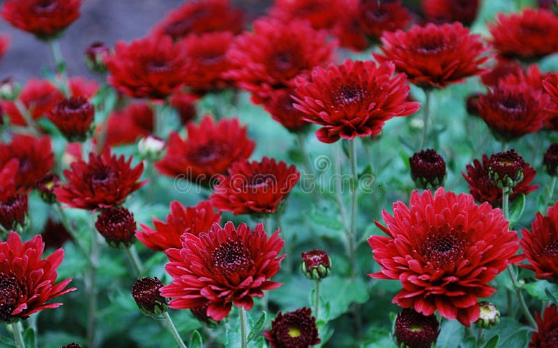 Crisantemos rojos foto de archivo. Imagen de flora, cubo - 105277772