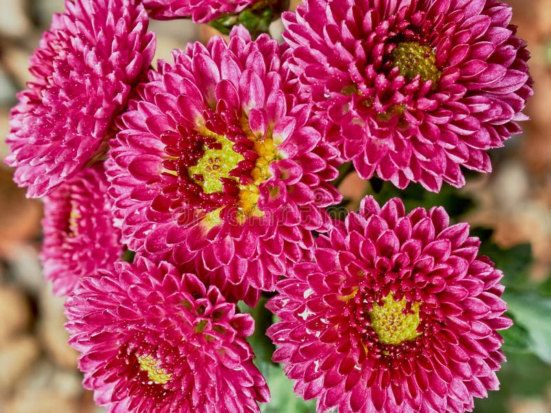 Crisantemos rosados imagen de archivo. Imagen de frescura - 104939681