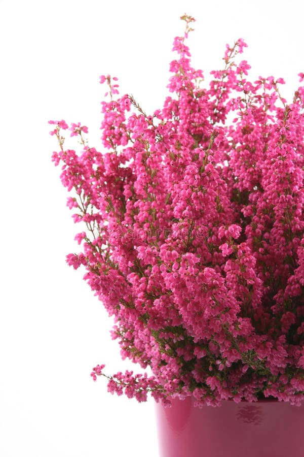 Brezo Rosado Plantado En Pote En Blanco Foto de archivo - Imagen de ...