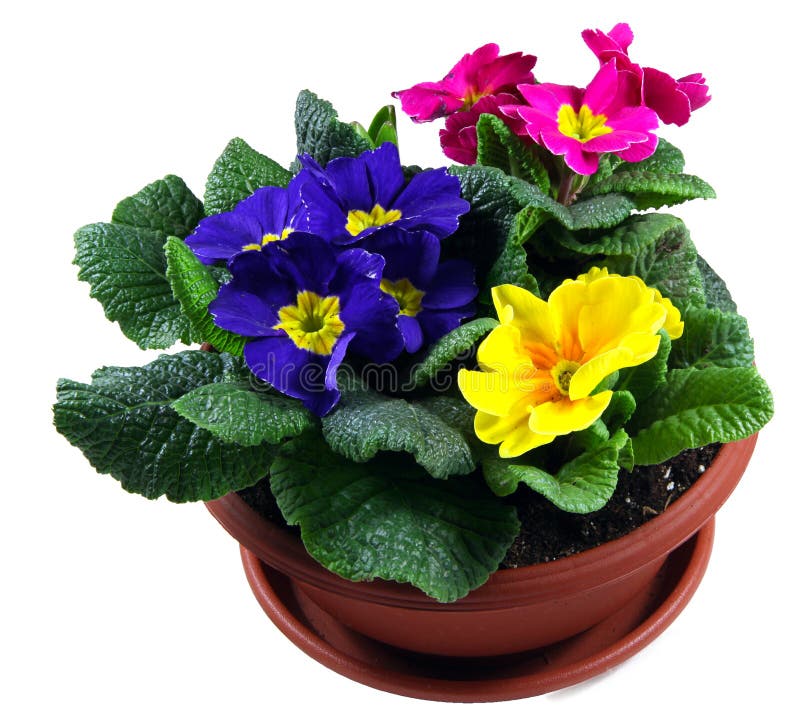 Crisol del Polyanthus foto de archivo. Imagen de flor - 18276828