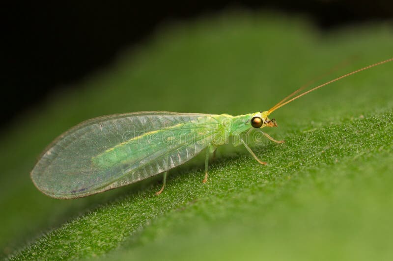 Chrysoperla Carnea - La Crisopa Comune Fotografia Stock - Immagine di ...