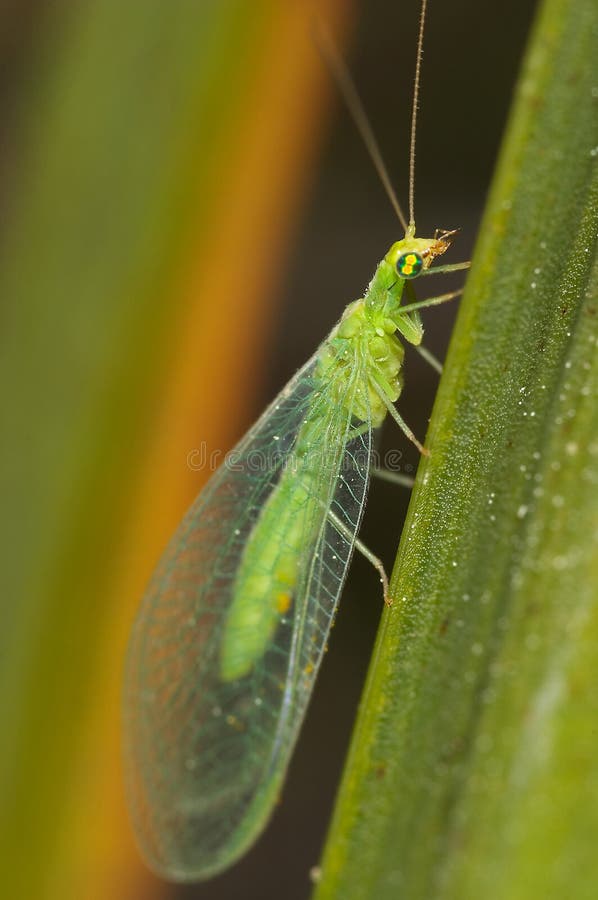 Crisopa (Chrysopa Septempuncta Stock Photo - Image of chrysopa, color ...