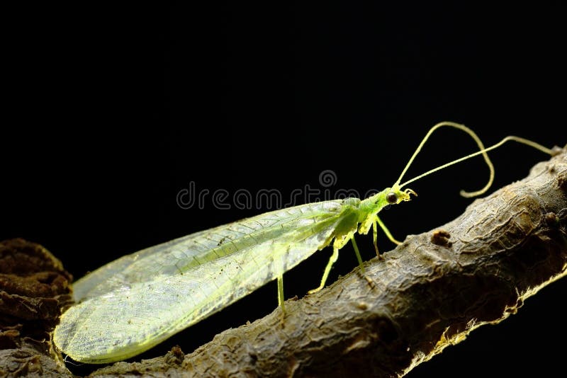 Crisopa Verde Chrysopidae Sp. Belleza Stock Image - Image of macro ...