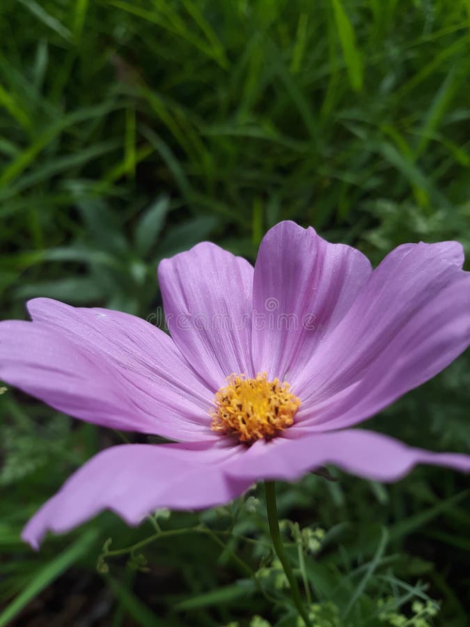 Crisp and Clear Purple Cosmos Flower Stock Photo - Image of flower ...