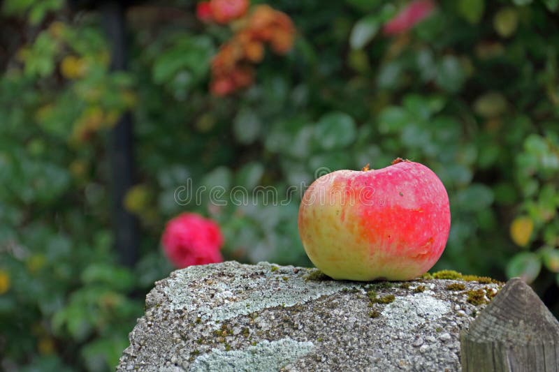 A Crisp, Fresh Apple Lies on a Rough Stone Stock Image - Image of ...