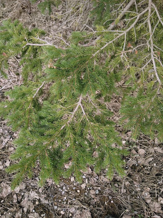 A Crisp Green Limb of Spruce Stock Image - Image of soil, green: 218180469