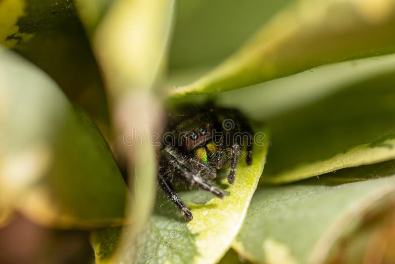 A Crisp Macro Shot of a Bold Jumping Spider Hiding in Leaves. Stock ...