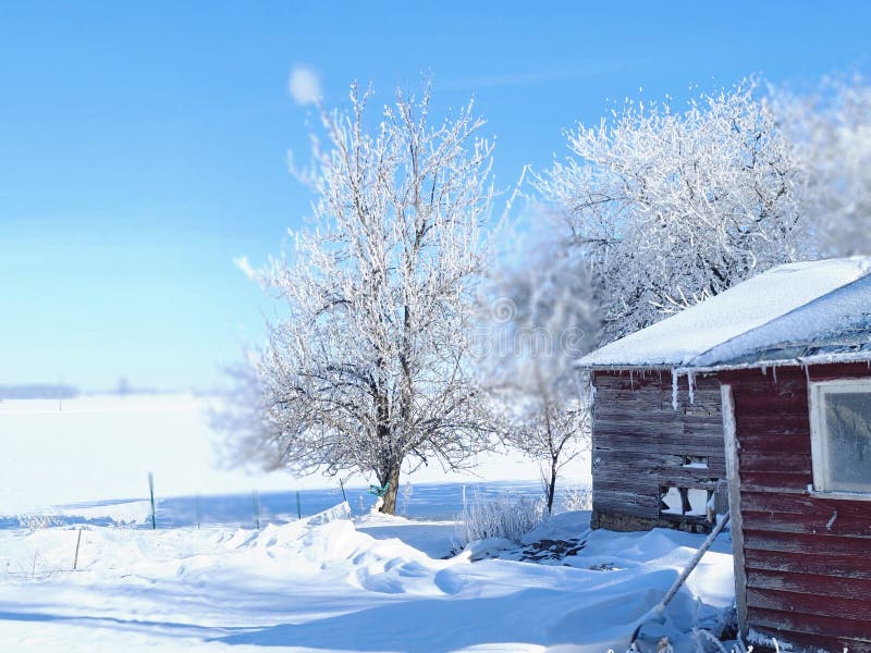 Crisp Morning in the Country Stock Image - Image of plant, morning ...