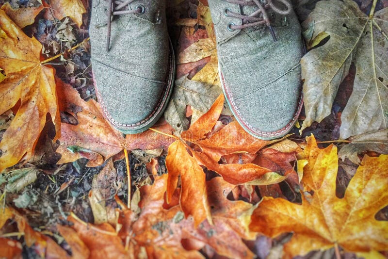 Crisp walk in fall stock image. Image of forest, autumn - 67676781