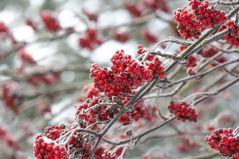 Crisp Winter Morning in Estonia. Stock Image - Image of morning, light ...