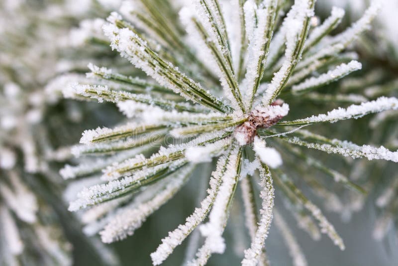 Crisp Winter Morning in Estonia. Stock Image - Image of landscape ...