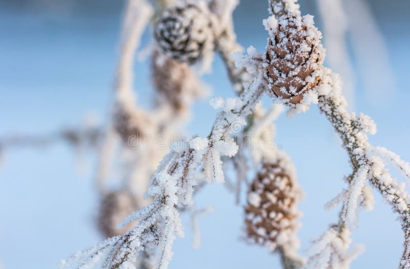 Crisp Winter Morning in Estonia. Stock Image - Image of cold, morning ...